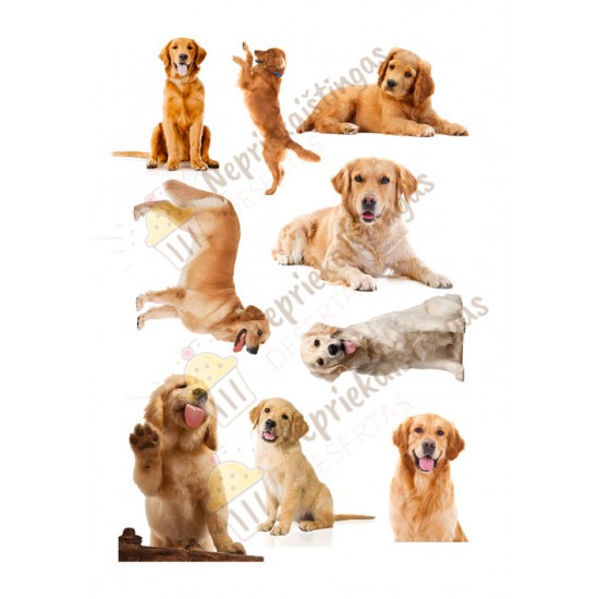 Valgomas paveiksliukas Auksaspalvis retriveris figūrėlėms